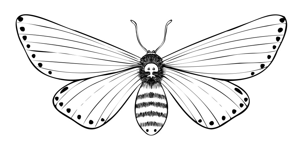 Mystical drawing of a moth with full moon Vector Image