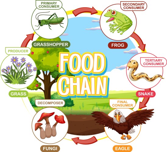 Depicts a simple food chain sequence Royalty Free Vector Depicts a simple food chain sequence Royalty Free Vector