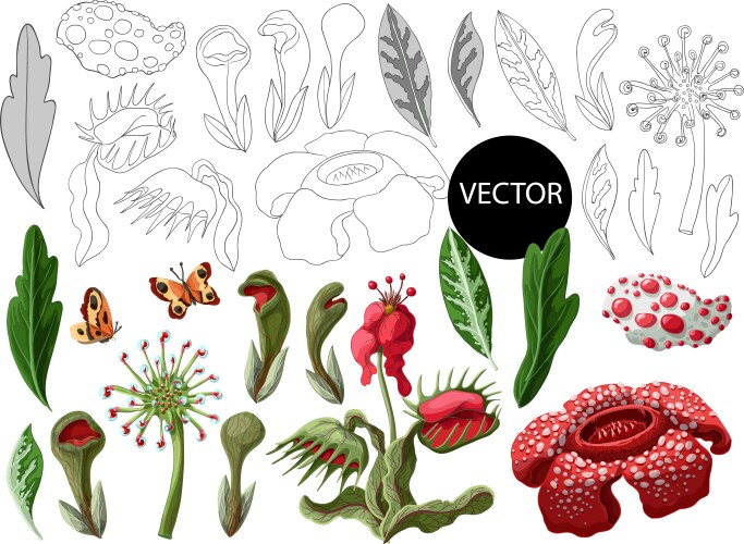 Plant predators such as venus flycatcher sundew Vector Image