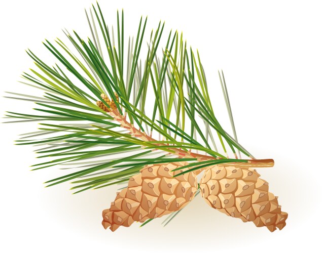 Pinecone Vector Images (over 6,700)