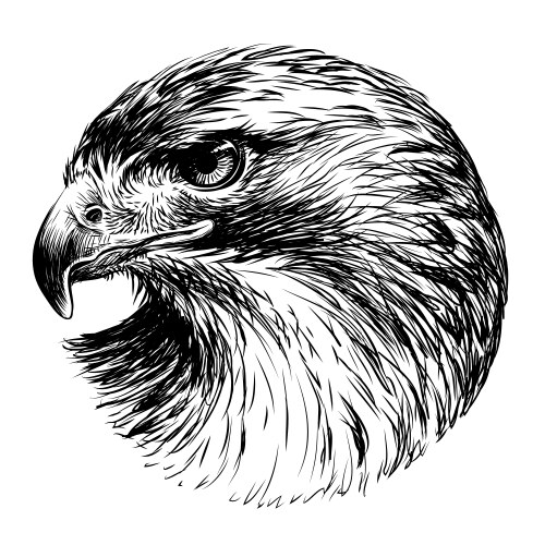 Hawk Outline Vector Images (over 5,100)