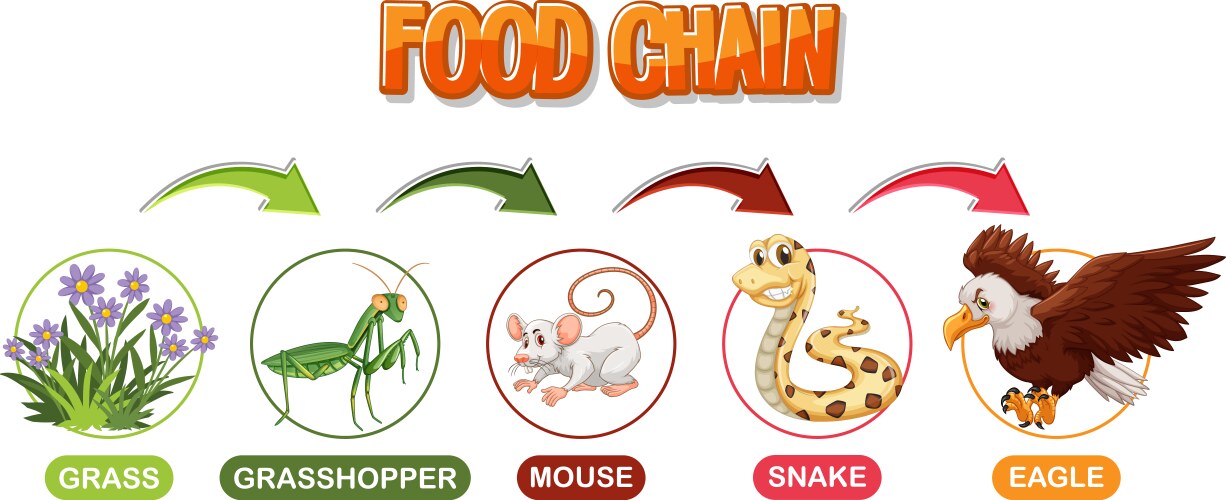 Depicts a simple food chain with animals Vector Image
