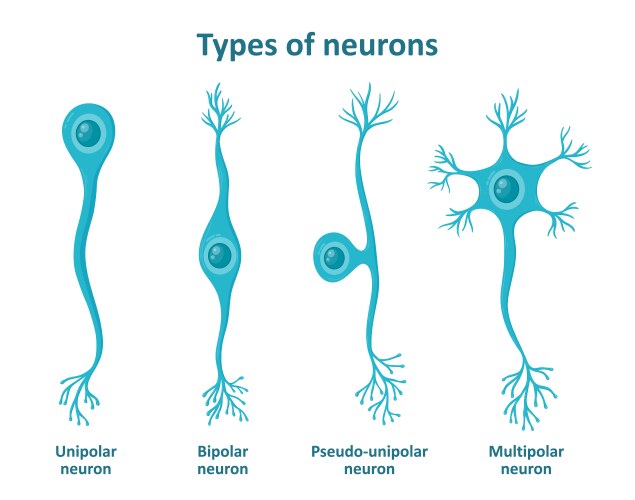 Types of Neuron Vector Images (over 170)
