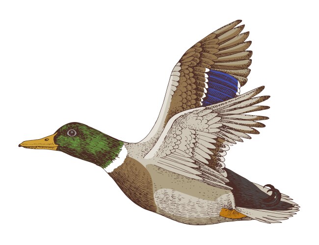 Drake Vector Images (over 3,500)