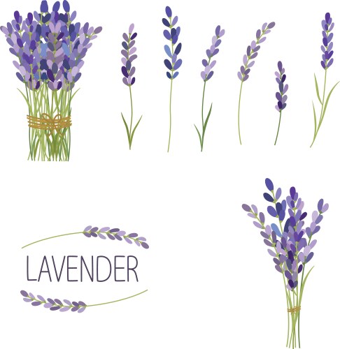 Lavender Royalty Free Vector Image - VectorStock