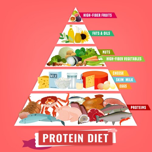 High protein diet Royalty Free Vector Image - VectorStock