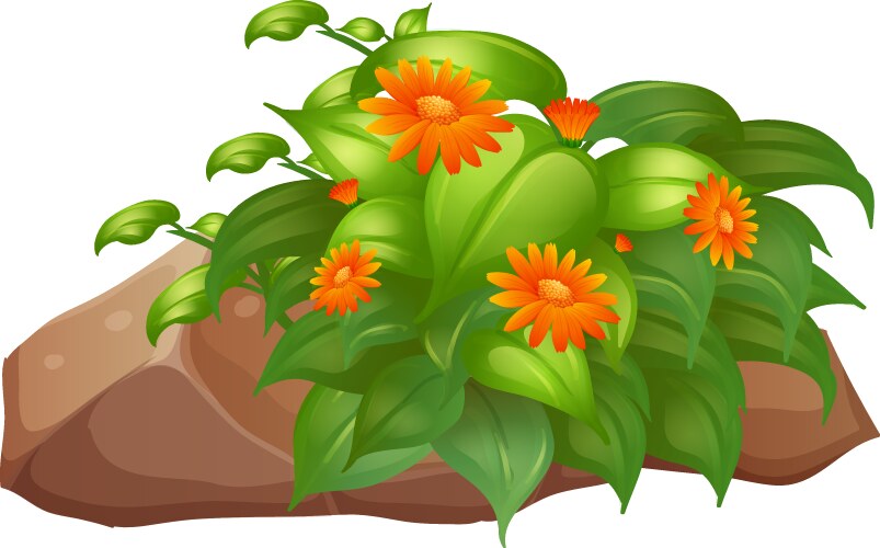 An isolated flower bush Royalty Free Vector Image