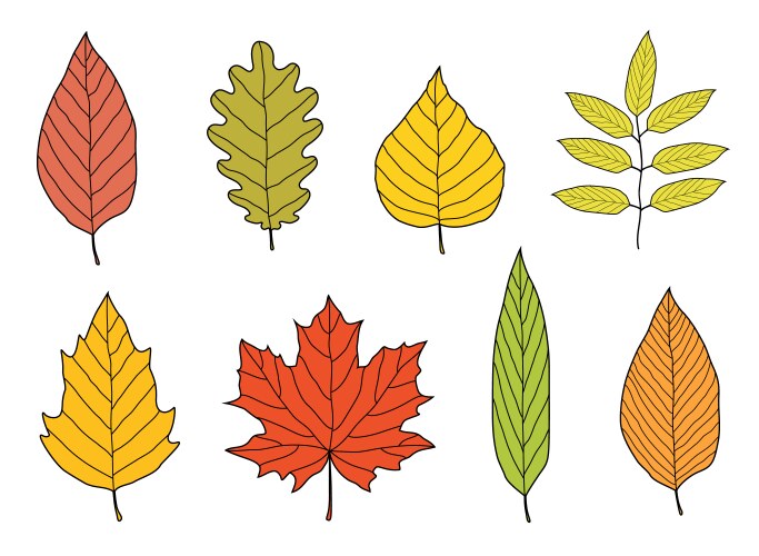Different shapes of leaves Royalty Free Vector Image