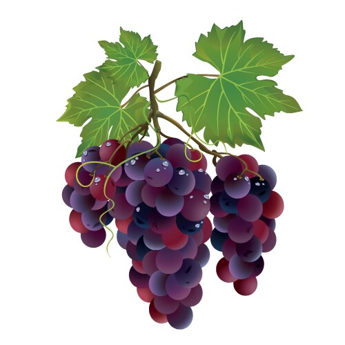 Realistic grape set Royalty Free Vector Image - VectorStock