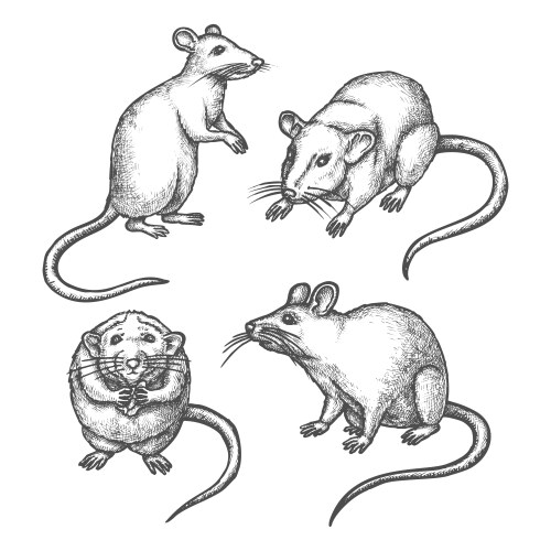 Rodent Vector Images (over 36,000)