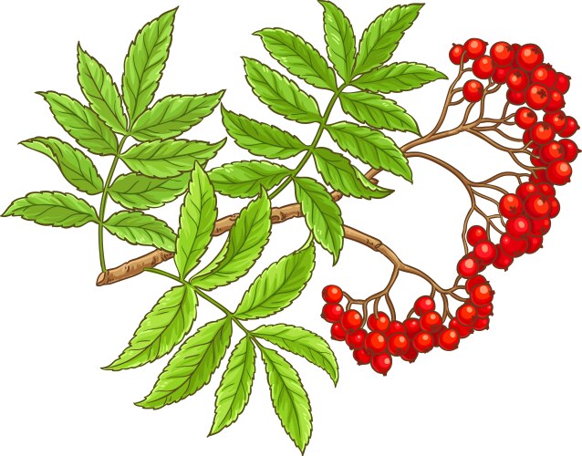 Rowan set Royalty Free Vector Image - VectorStock