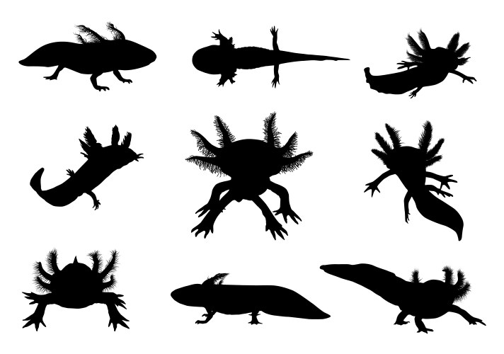 Axolotl Vector Images (over 1,000)