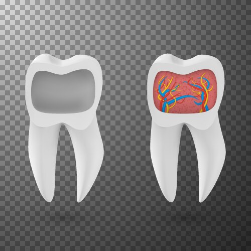 Realistic teeth Royalty Free Vector Image - VectorStock