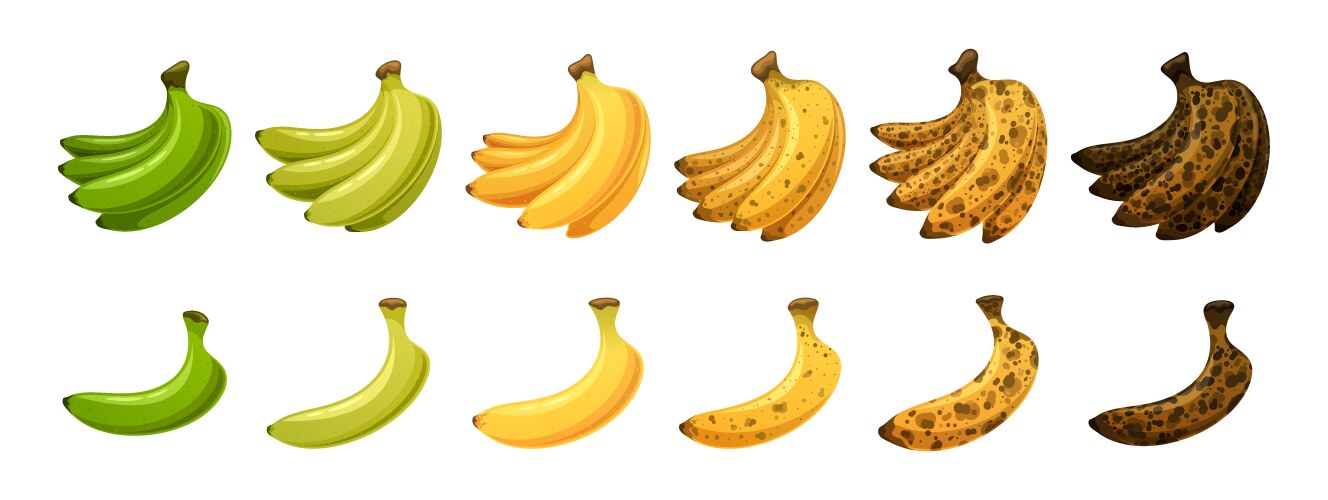 Bananas at different stages of ripeness Royalty Free Vector