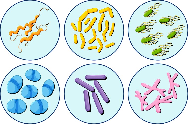 Types of appearances the breast Royalty Free Vector Image