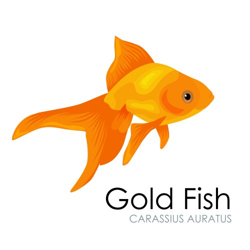 Gold fish Royalty Free Vector Image - VectorStock