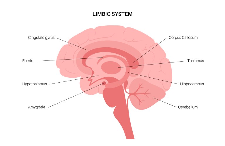 Cartoon limbic system infographics concept card Vector Image