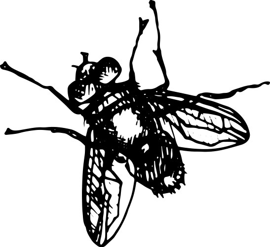Fly Vector Images (over 870,000)