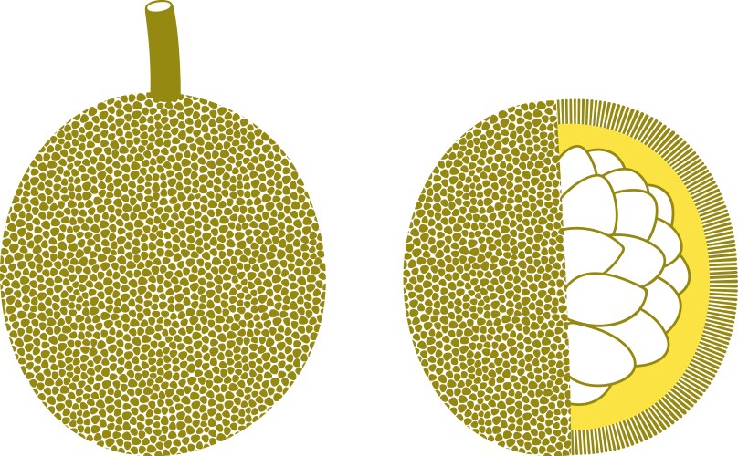 Marang Royalty Free Vector Image - VectorStock