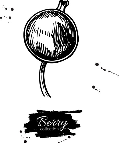 Black currant drawing isolated berry Royalty Free Vector