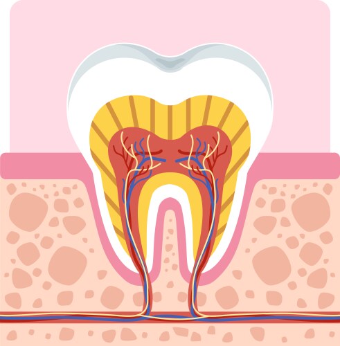 Tooth Cross Section Vector Images (over 180)