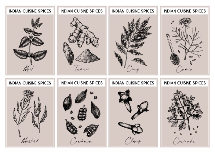 Indian spice label designs curry cumin mustard Vector Image