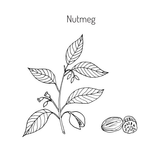 Whole and ground fragrant nutmeg with caption Vector Image