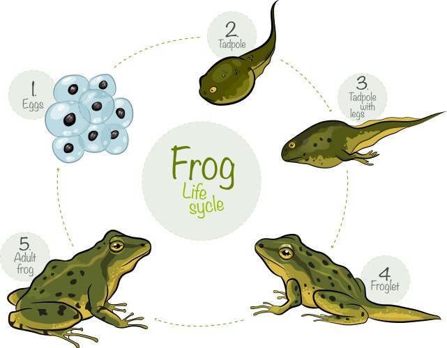 Frog Life Cycle Cartoon Royalty Free Vector Image
