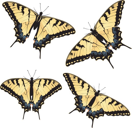 Swallowtail butterfly Royalty Free Vector Image