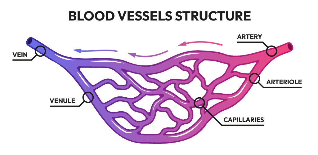 Blood Vessels Vector Images (over 6,000)