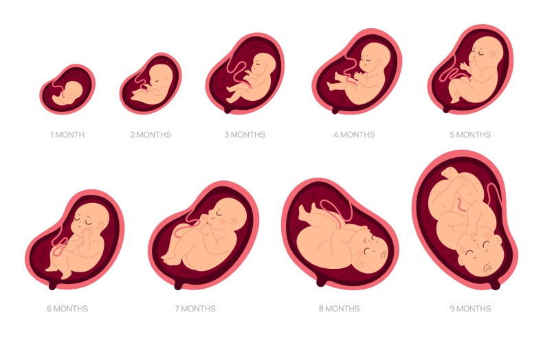 Fetal Development: Pregnancy Stages Royalty Free Vector