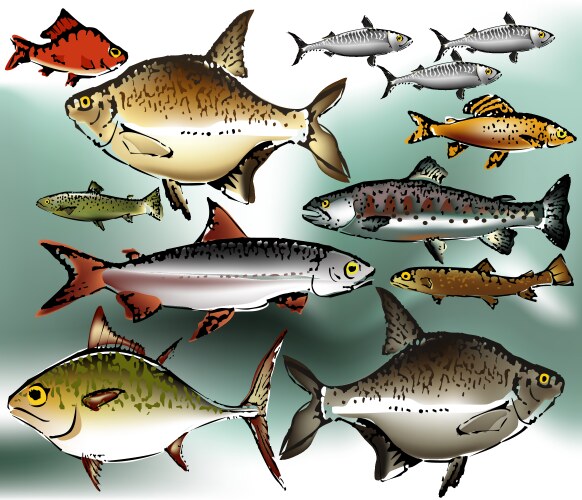 Fish Collection Vector Images (over 67,000)