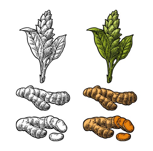 Turmeric Vector Images (over 3,000)