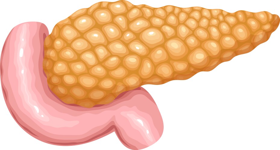 Human Pancreas Anatomy Royalty Free Vector Image