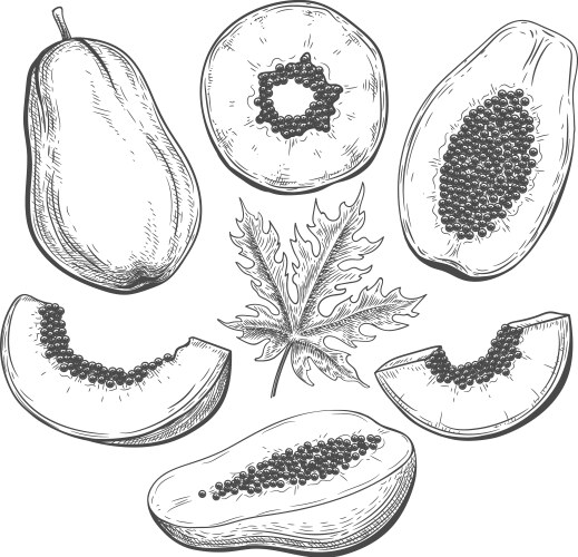Papaya Outline Vector Images (over 1,100)