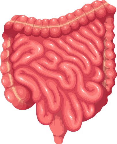 Small Intestine Cartoon Vector Images (over 750)