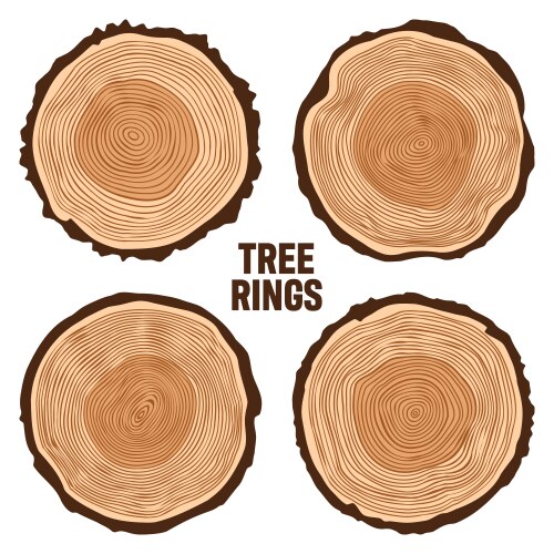 Anatomy of tree trunk Royalty Free Vector Image