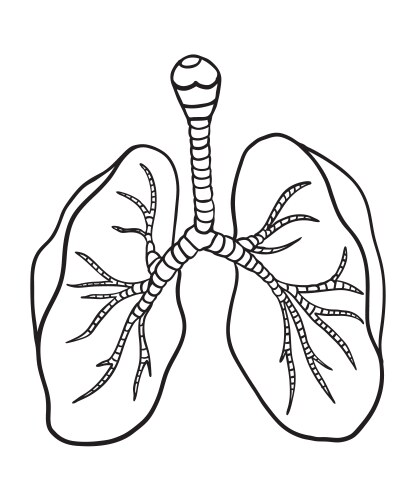 Lungs Drawing Vector Images (over 3,400)