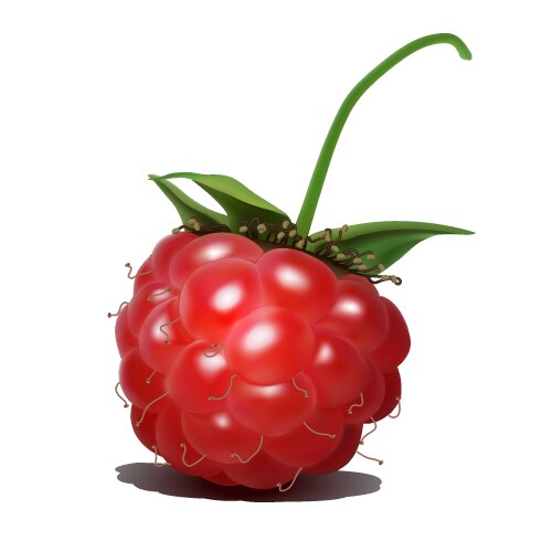 A juicy raspberry with stem Royalty Free Vector Image
