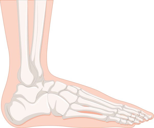 Human foot cartoon isolated Royalty Free Vector Image