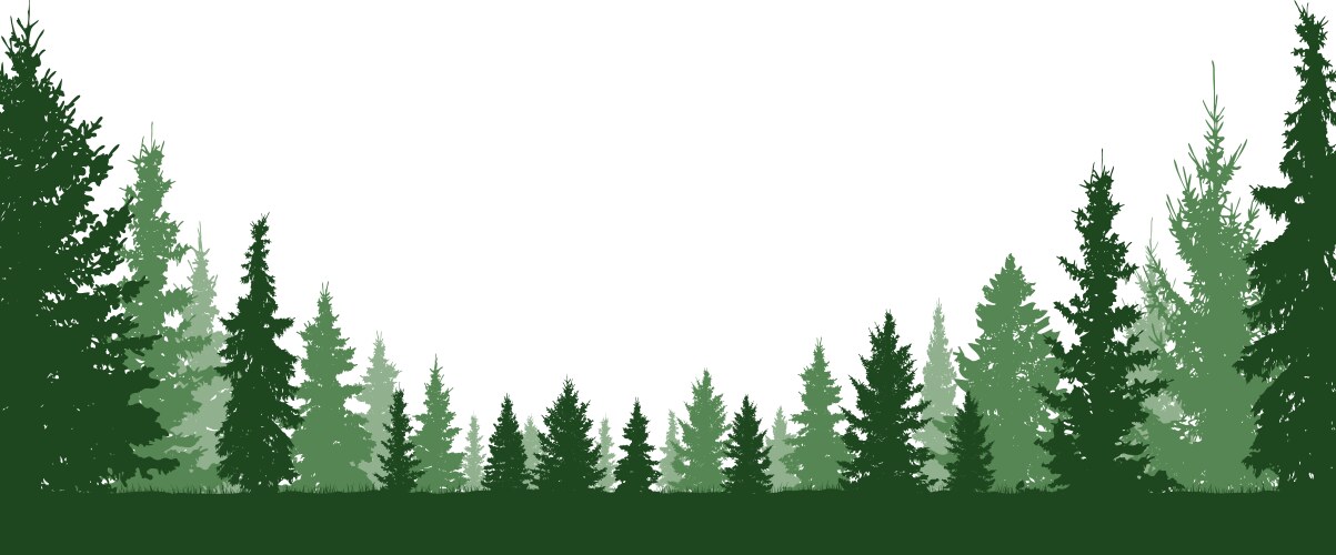 Evergreen Branch Silhouette Evergreen Tree Silhouette Images