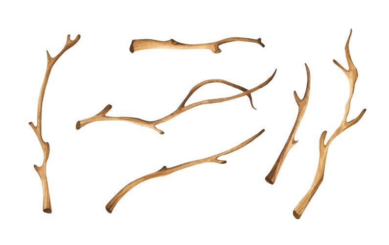 Different shapes of branches Royalty Free Vector Image