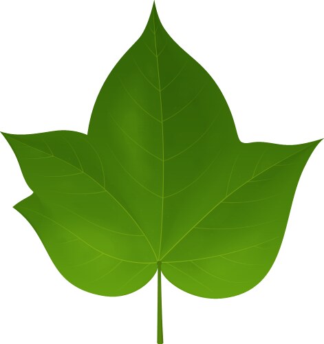 Realistic cotton flower branch composition Vector Image