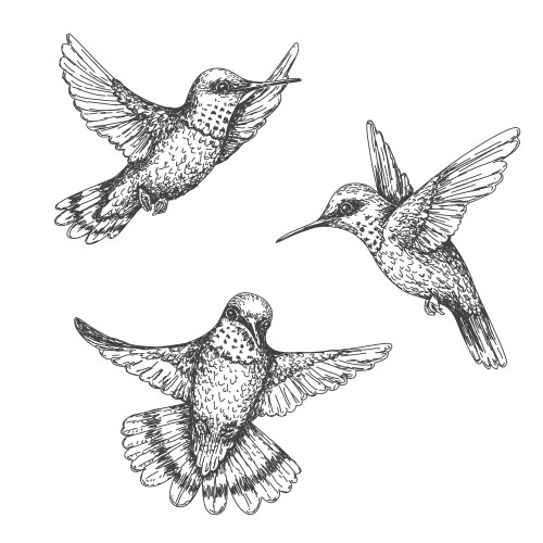 Hummingbird Outline Vector Images (over 2,400)