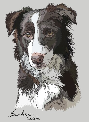 Border Collie Vector Images (over 1,700)