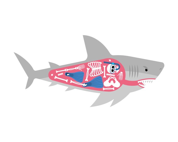 Diver skeleton inside shark Royalty Free Vector Image