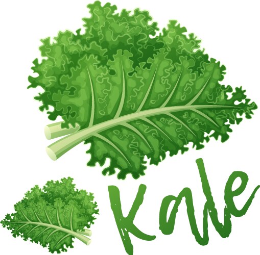 Kale hand draw sketch vegetable Royalty Free Vector Image