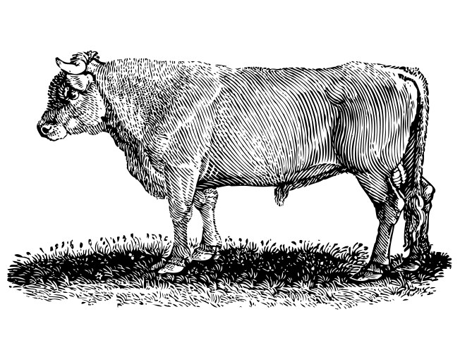 Cow Vector Images (over 110,000)