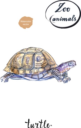 Land tortoise design on white background Vector Image