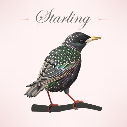 Starling Vector Images (over 770)